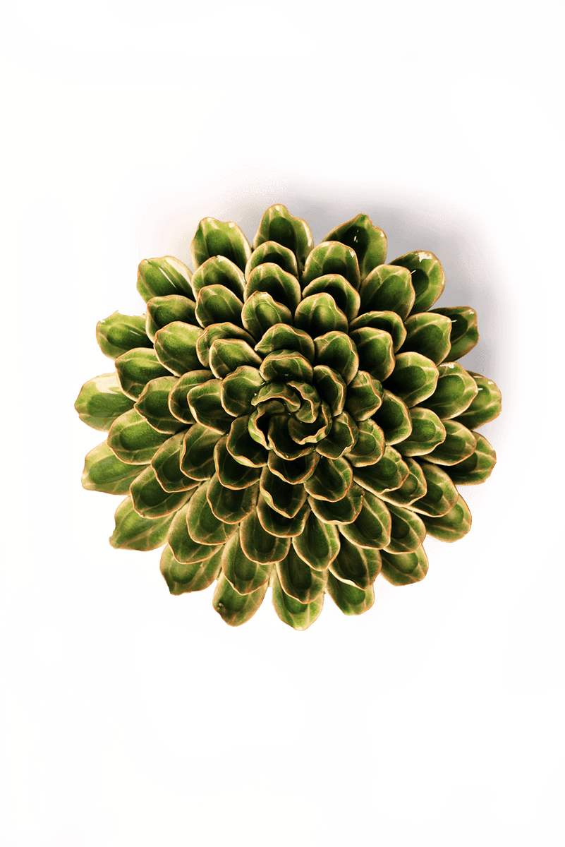 Avocado Green Unicorn Zinnia – Chive UK